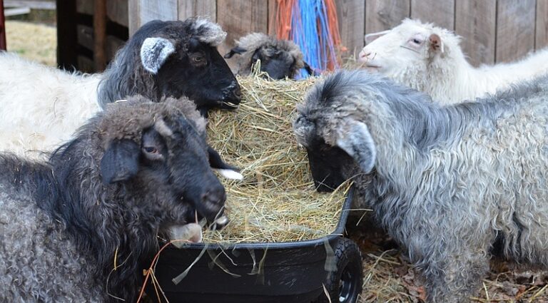 Pygora Goat - Breed Profile - Goat Journal